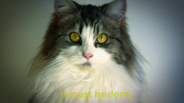 Box Codax - I Won't Come Back on Vimeo