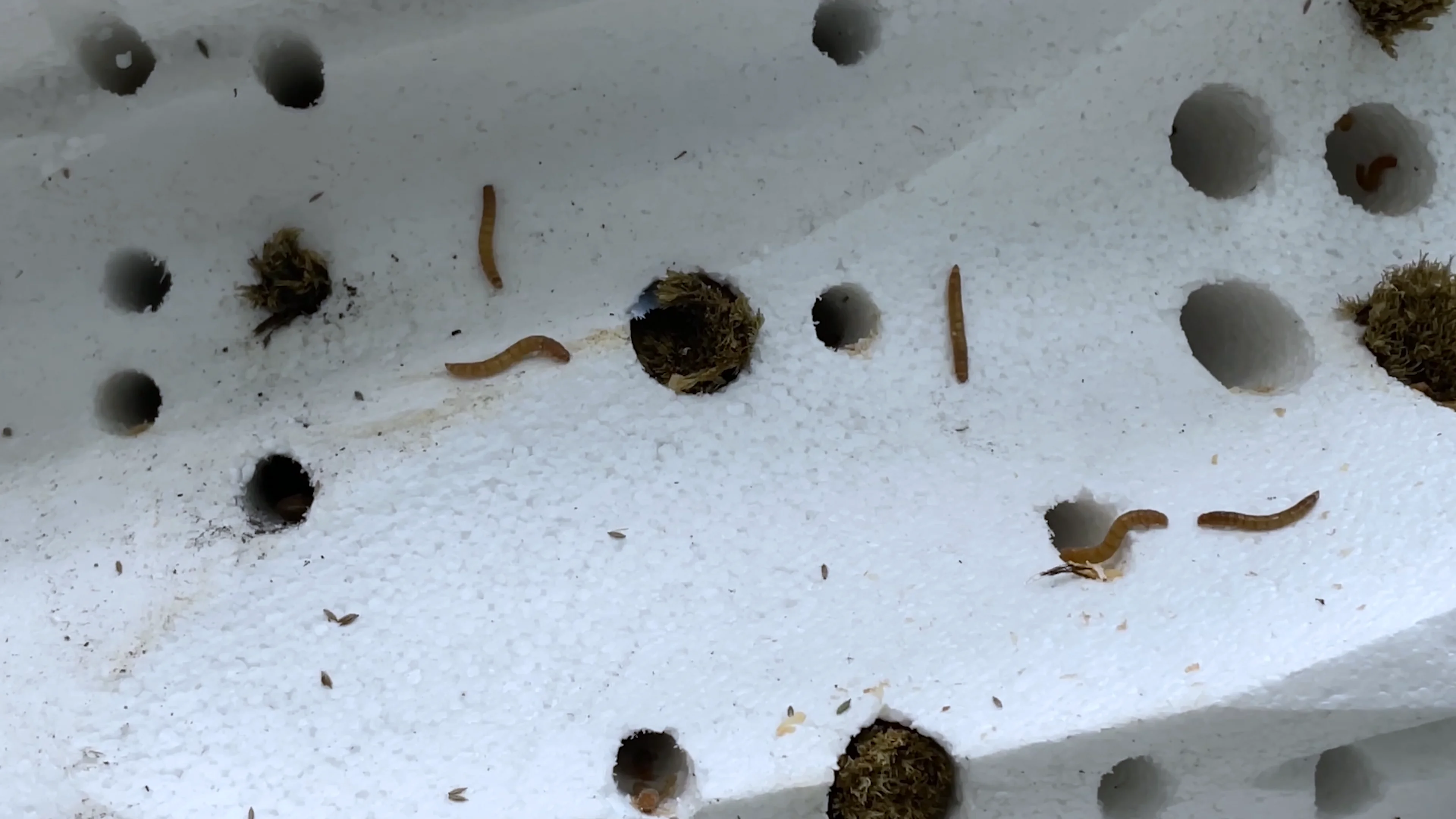 Decomposition Farm: Stairway on Vimeo