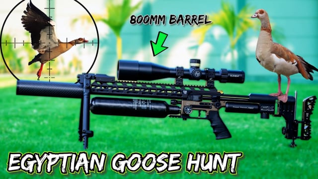 Egyptian Goose Hunt - FX Impact M3 800mm - Javelin Slugs - Air Gun ...