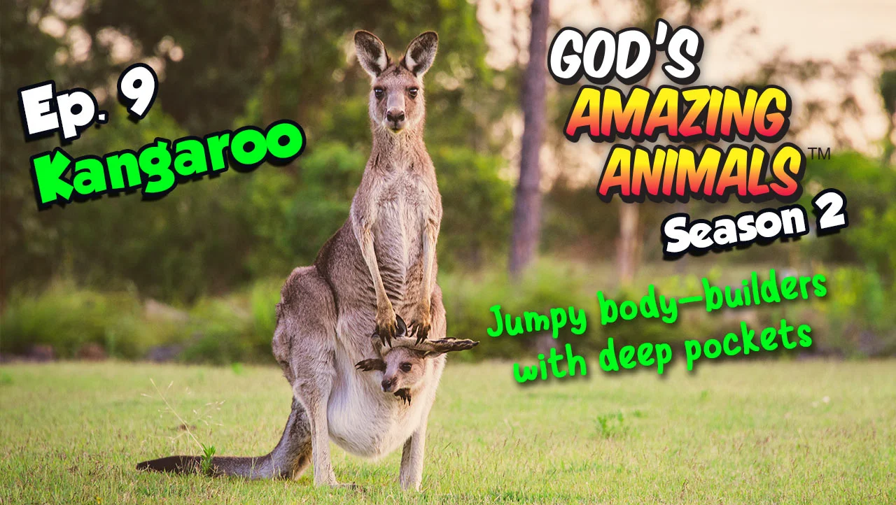 S2 Ep 9 - KANGAROO -God's Amazing Animals on Vimeo
