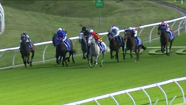 Reliable Man - Stallion | Breednet