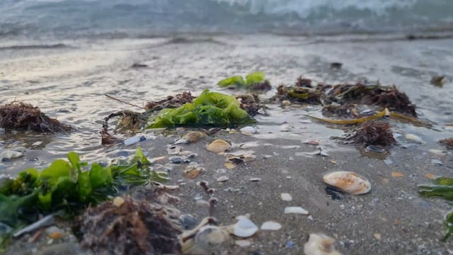 40+ Free Algues & Seaweed Videos, HD & 4K Clips - Pixabay