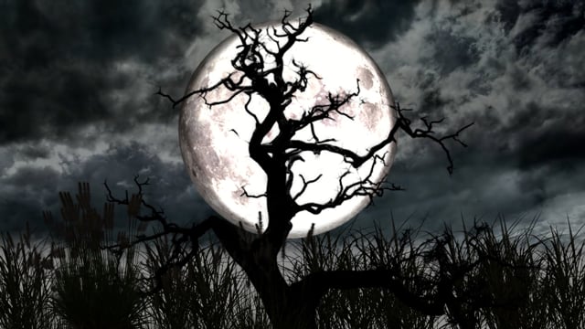Moon, Tree, Grass. Free Stock Video - Pixabay