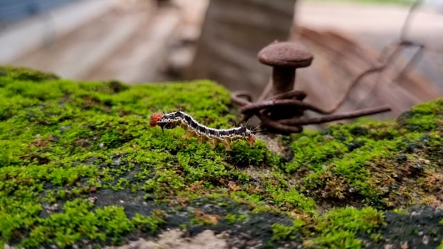 Caterpillar Moss Bug - Free video on Pixabay