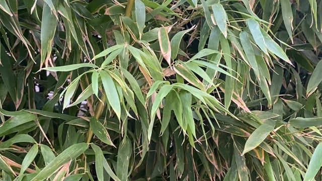 Bambu Tanaman Pemandangan - Free video on Pixabay