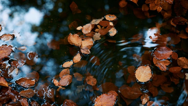 Leaves, Falling Leaves, Autumn. Free Stock Video - Pixabay