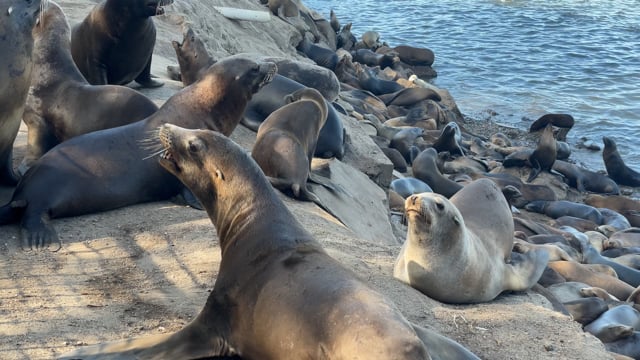 Sea Lion Life Ocean - Free video on Pixabay