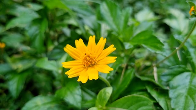 Wedelia Videos: Download 1+ Free 4K & HD Stock Footage Clips - Pixabay