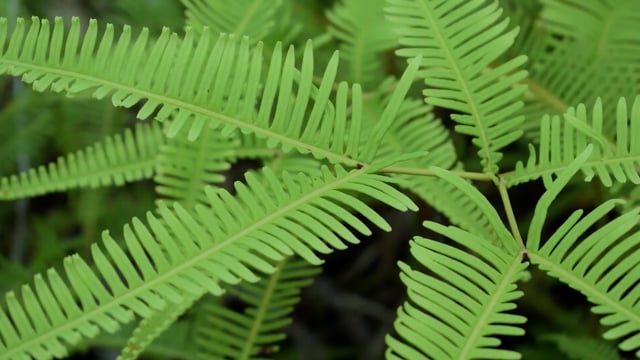 Feuilles Vert Nature - Free video on Pixabay - Pixabay