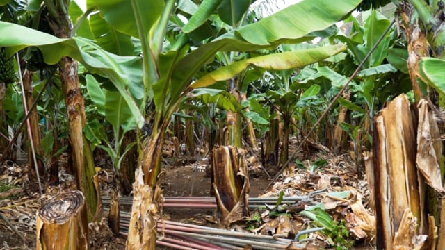 Plantas Banana Planta Bananeira - Free video on Pixabay