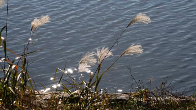 Silver Grass Riverside Reed - Free video on Pixabay