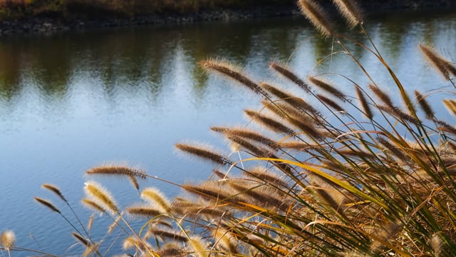 Soukrung, Riverside, Reed. Free Stock Video - Pixabay