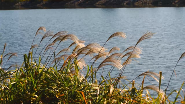 Silver Grass Riverside Reed - Free video on Pixabay