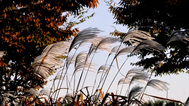 Silver Grass Riverside Reed - Free video on Pixabay
