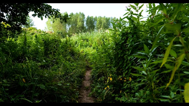 Trail Path Vegetation - Free video on Pixabay