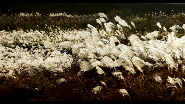 Silver Grass Riverside Reed - Free video on Pixabay
