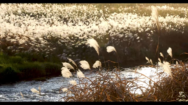 Silver Grass Riverside Reed - Free video on Pixabay