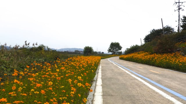 Flower Road Trail Morning Bike - Free video on Pixabay