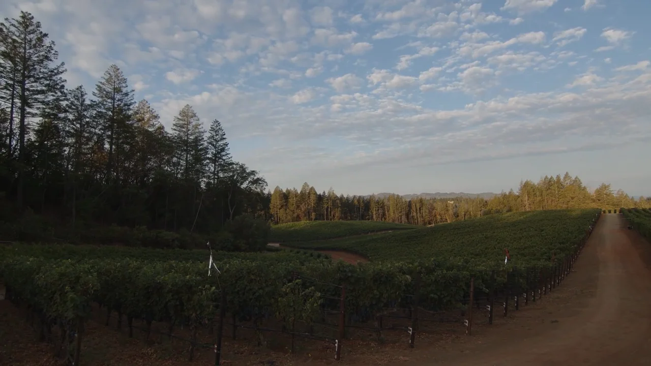 Mondavi Sisters Family Legacy: Leading Between the Vines (Award-Winning ...