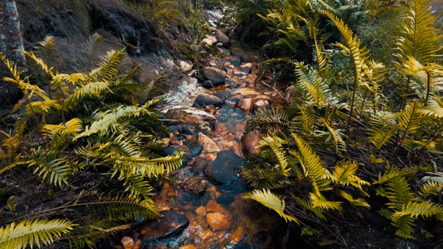 Ultimate Nature Video Collection: Download 4K, 1080p & Copyright-Free ...