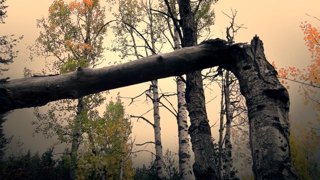Trees Broken Dead - Free video on Pixabay
