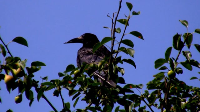 Crow, Bird, Animal. Free Stock Video - Pixabay