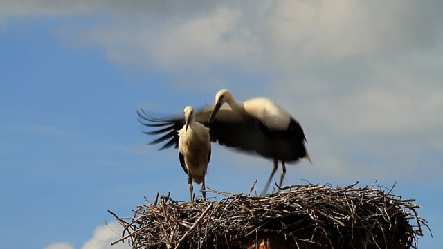 Storks, Birds, Natural. Free Stock Video - Pixabay
