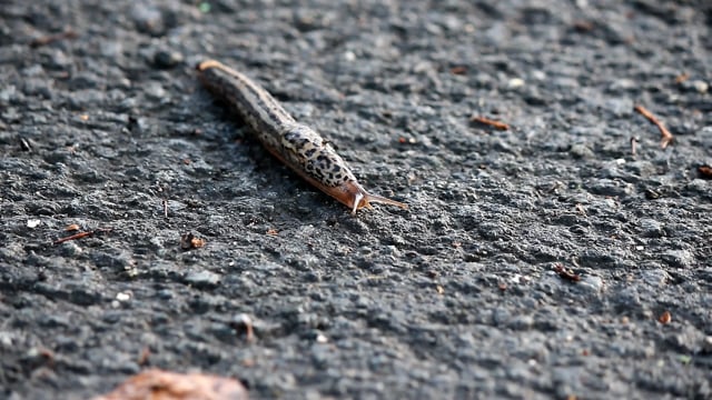 Lumaca Animale Mollusco - Free video on Pixabay