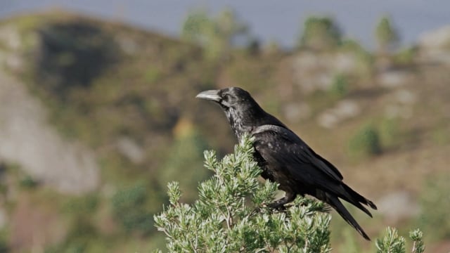Crow Natural Bird - Free video on Pixabay