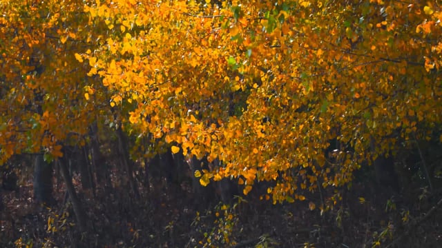 Autumn, Autumn Leaves, Autumn Scenery. Free Stock Video - Pixabay