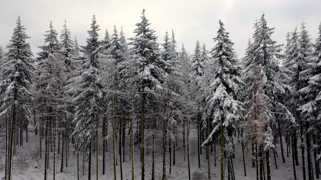 Ultimate Nature Video Collection: Download 4K, 1080p & Copyright-Free ...