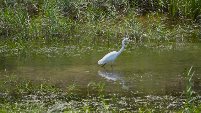 Garza Común Aves Animal - Free video on Pixabay - Pixabay