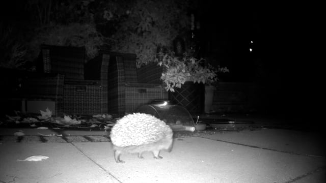 Hedgehog, Shaking, Night. Free Stock Video - Pixabay