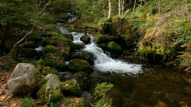 Cascata Rio Stream - Free video on Pixabay