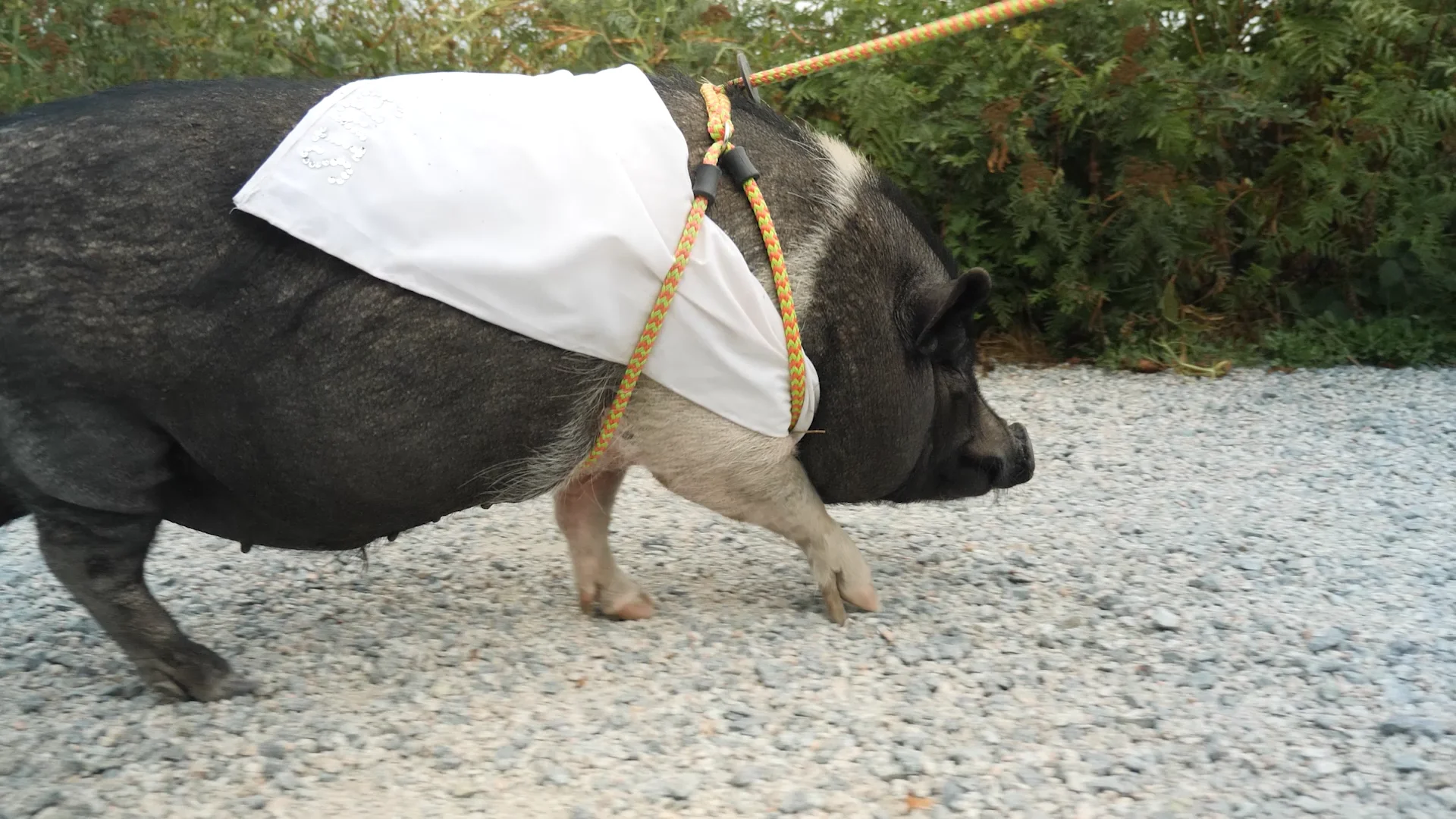 Watch Elvis the Pig Online | Vimeo On Demand on Vimeo