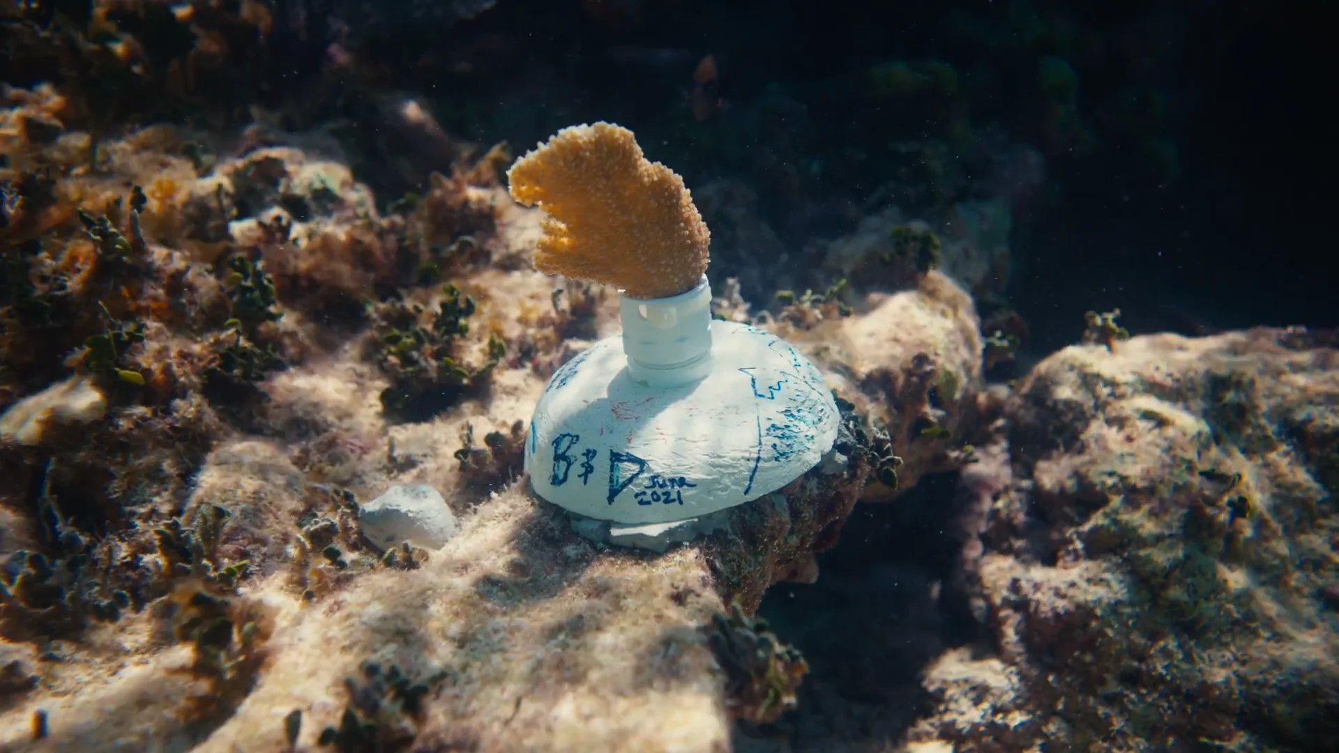 Reef Week 2022 on Vimeo