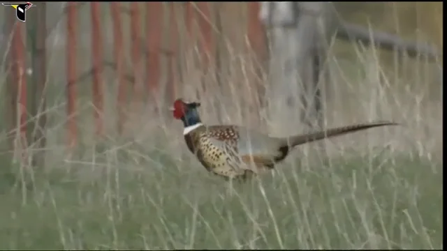 Ringtail Pheasant