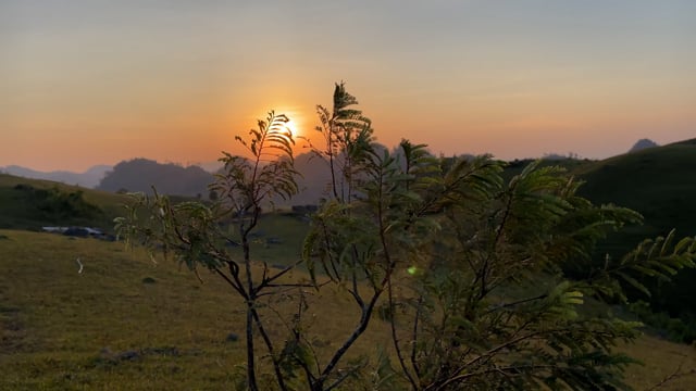 Morning Grass, Sunrise, Sun. Free Stock Video - Pixabay