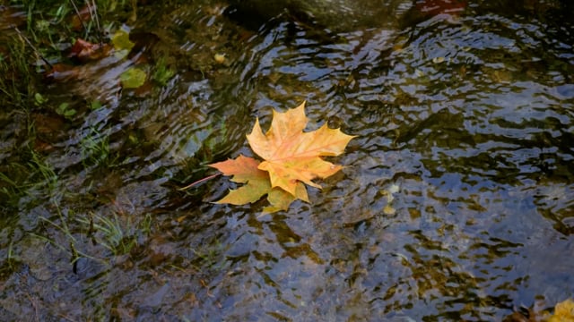 Leaf River Floating - Free video on Pixabay