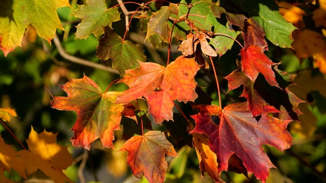 Foliage, Fall, Sheets. Free Stock Video - Pixabay