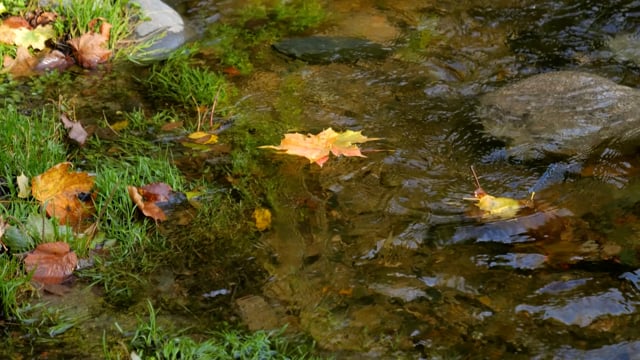 Leaf River Floating - Free video on Pixabay
