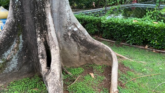 Trunk Tree Root - Free video on Pixabay