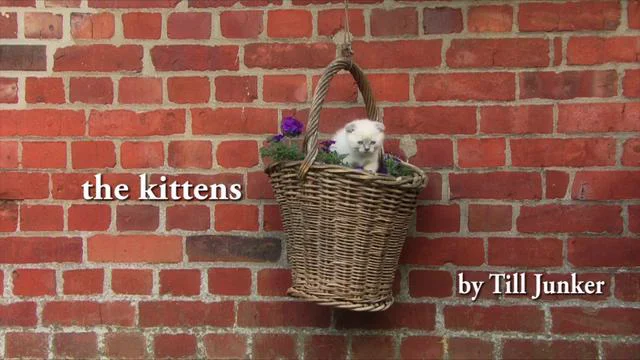 the kittens on Vimeo