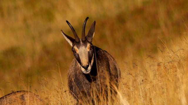 Chamois Animal Herbivorous Free Stock Video - Pixabay