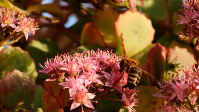 Bee Honey Stonecrop - Free video on Pixabay