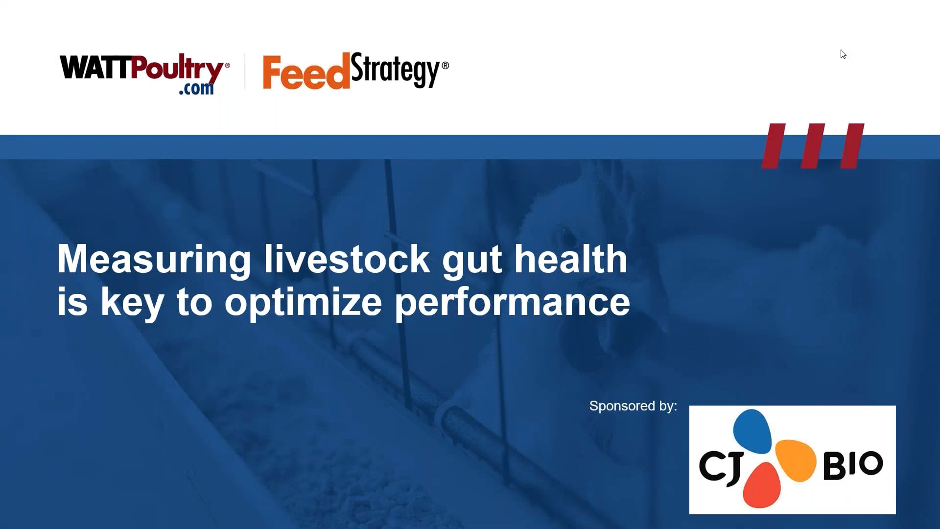 Feed Strategy - Measuring livestock gut health is key to optimize ...
