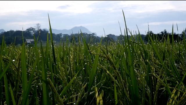 Rice Field Videos: Download 106+ Free 4K & HD Stock Footage Clips - Pixabay
