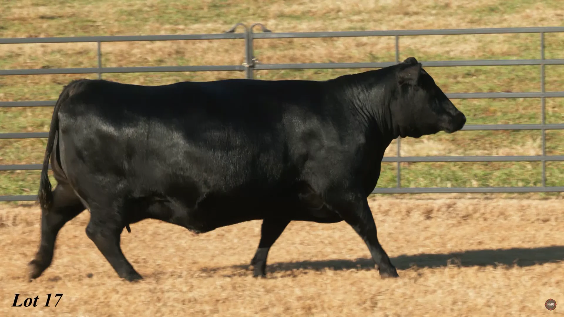Ingram Angus Lot 17.mp4 on Vimeo