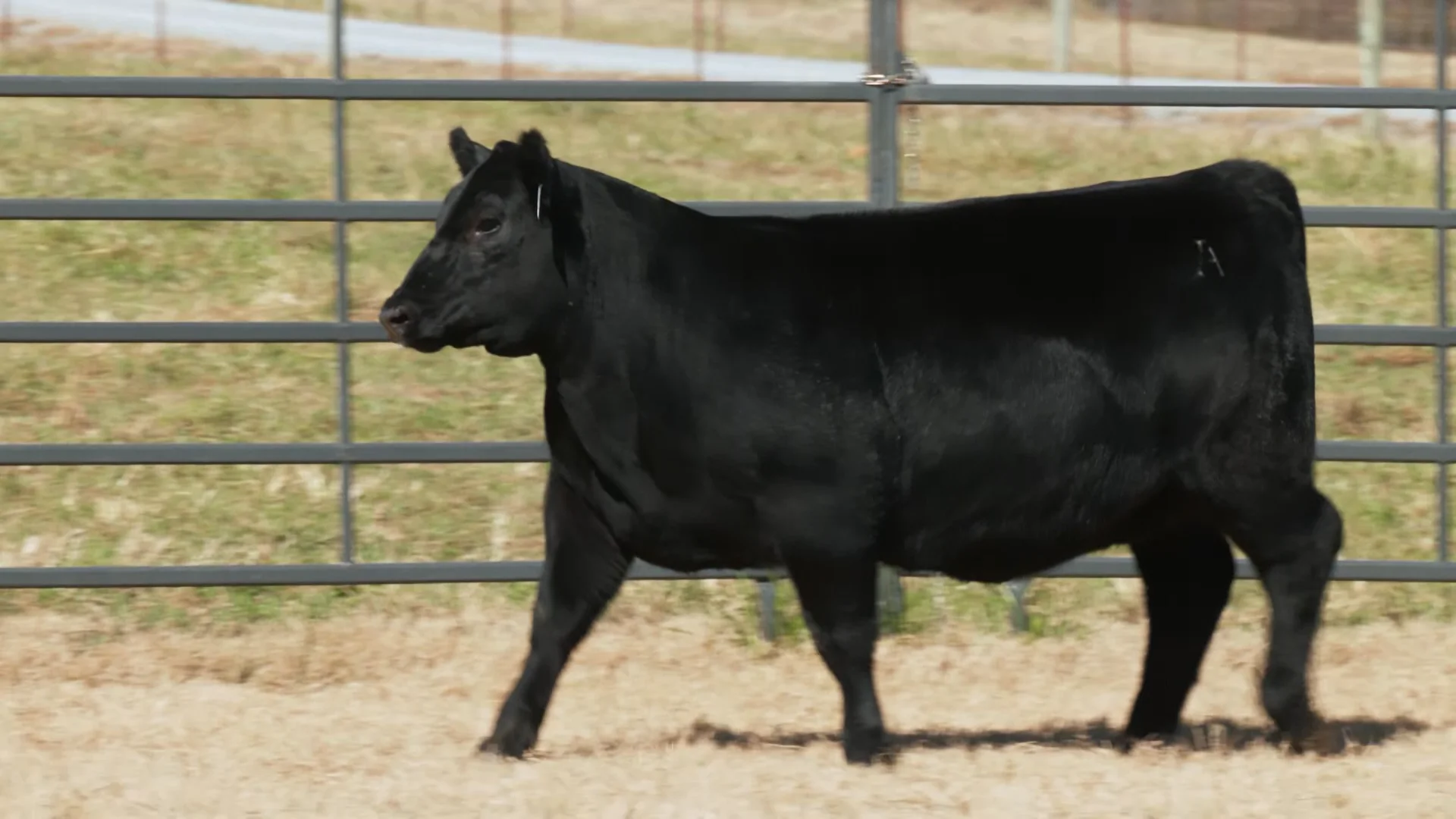 Ingram Angus Lot 31.mp4 on Vimeo