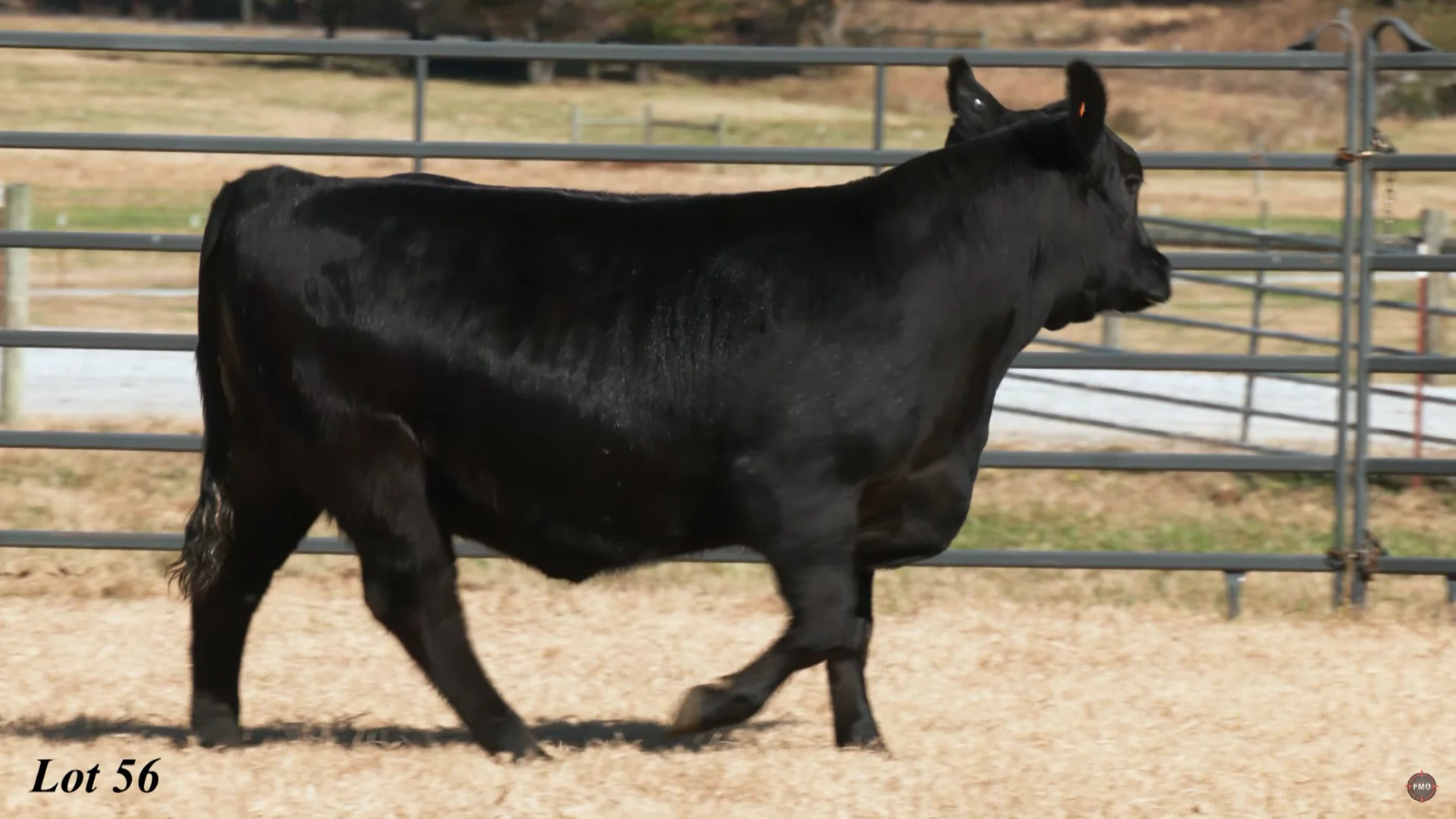 Ingram Angus Lot 56.mp4 on Vimeo